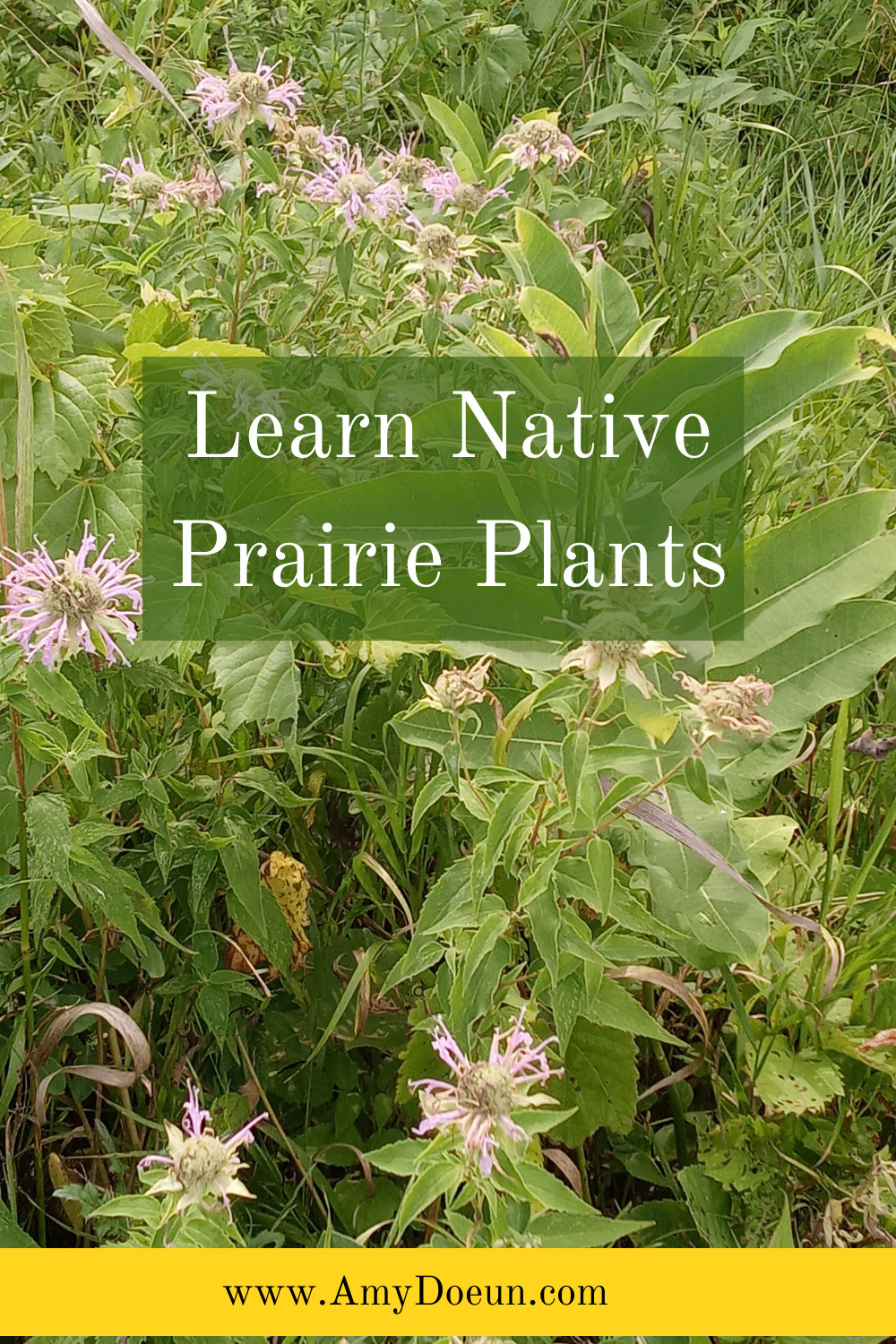 Prairie Plant Walk - Amy Doeun